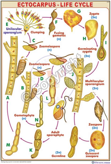 Ectocarpus Occurrence Life Cycle Pheophyta