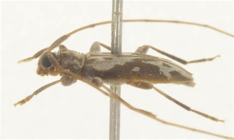 Lepturges Symmetricus BugGuide Net