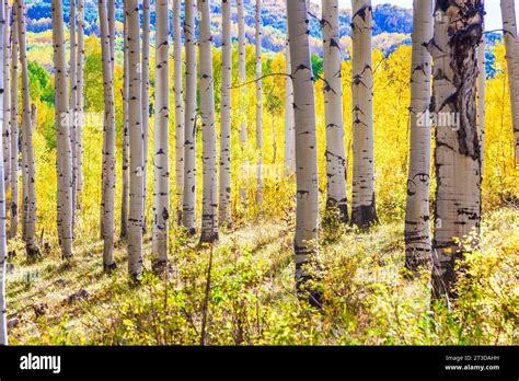 Autumn Color With Aspens Turning Along Kebler Pass Road West Of