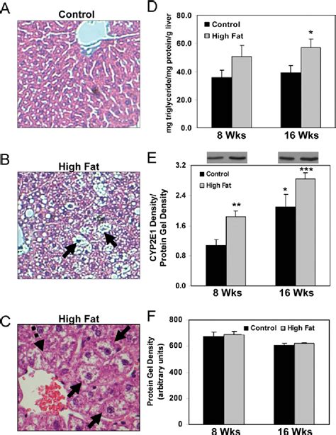 Figure 1 From High Fat Diet Induces Dysregulation Of Hepatic Oxygen