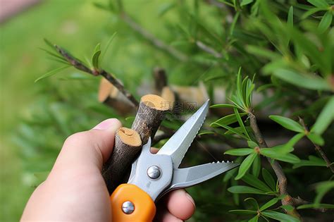 修剪树枝的园艺工人高清图片下载 正版图片600294939 摄图网
