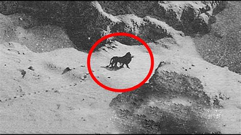 絶滅したと思われていた動物種を科学者が発見！ Youtube
