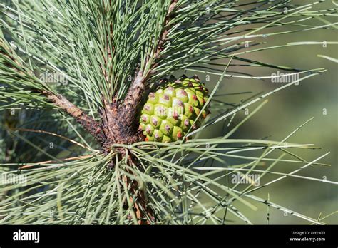 Pine Tree With Pine Cone Stock Photo Alamy
