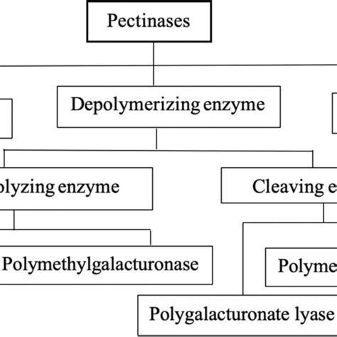 Mode Of Action Of Pectinases A Polymethylgalacturonase And Download Scientific Diagram
