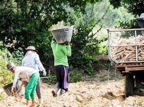 Cassava Farmer Thai Farmers Harvest Cassava In The Countryside Of