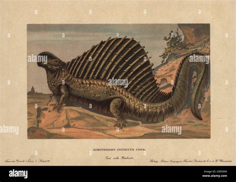 Dimetrodon Extinct Predatory Synapsid Genus Of The Permian Period