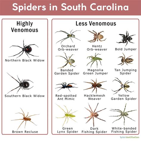 The Most Common Spiders Found In South Carolina Nature Blog Network