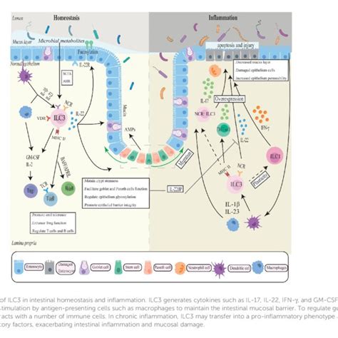 The Subsets Of Ilc3 In Mouse Intestine Download Scientific Diagram