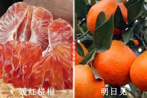 明日见 品种 柑橘问答
