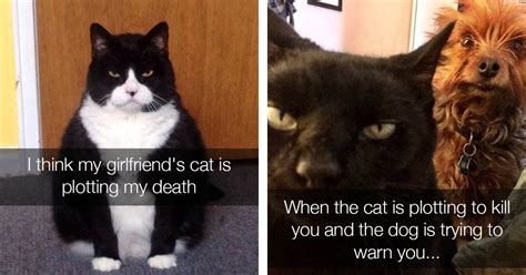 Take A Look At These 17 Cats Who Are Plotting Something Devious