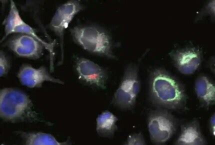 Cell Tracking Thermo Fisher Scientific KR