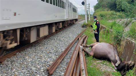 台鐵列車頻撞牛！消基會：放養水牛危及花東鐵路安全 籲完備法規防闖鐵軌