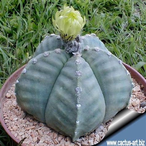 Astrophytum Myriostigma Var Strongylogonum Cv Costa