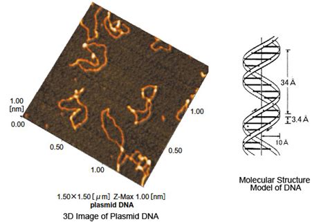 Spm Observations Of Plasmid Dna Shimadzu Shimadzu Corporation