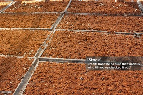 유기 야채 농장에서 영양 토양에 새싹 해바라기 묘목을 심기 코코넛 섬유 토양 모래 보육에 검은 플라스틱 용기에 비료의 오렌지