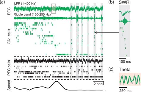 Multiple Modes Of Hippocampal Prefrontal Interactions In Memory Guided Behavior Abstract
