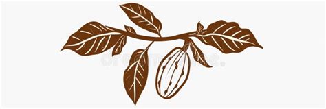 Line Art Cocoa Branch Logo Chocolate Beans Drawing Cocoa Fruits