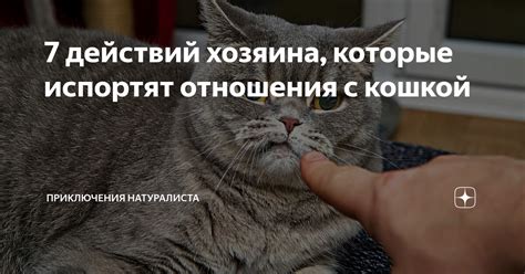 7 действий хозяина которые испортят отношения с кошкой Приключения