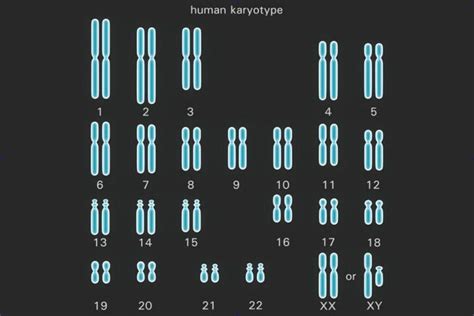 Diploid Cell Double The Chromosomes Chromosome Somatic Cell Cell