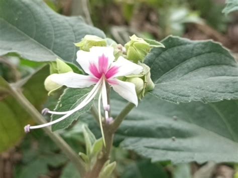 ঘেঁটু গাছের নাম শুনেছেন দারুণ উপকারী