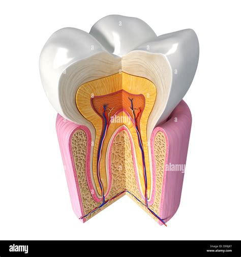 Anatomy Of Human Teeth Cross Section Stock Photo Alamy