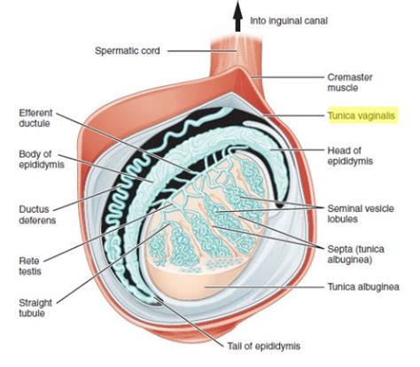Опускание яичка анатомия найдено 89 изображений