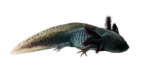 Axolotl De Type Sauvage