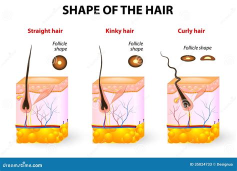 Shape Of The Hair And Hair Anatomy Stock Vector Image