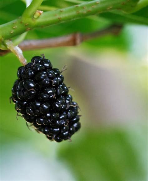 Mulberry Trees