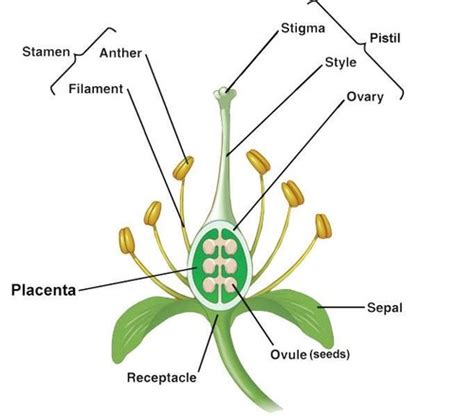 Bio 100 Test 5 Flashcards Quizlet