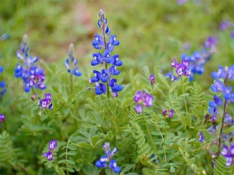 Habitat Restoration Texas Field Station Network