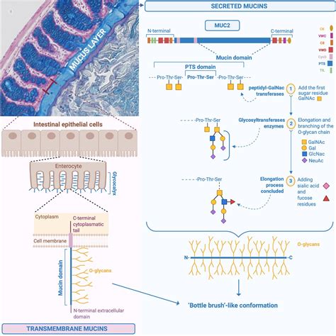 Mucosal Membrane Small Intestine