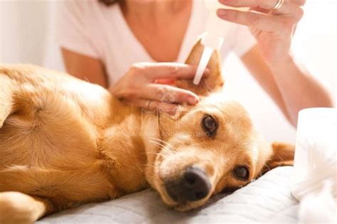 C Ch V Sinh Tai Ch N Gi N T I Nh