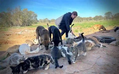 Zwerfdieren Helpen In Het Buitenland Stichting Dierennood