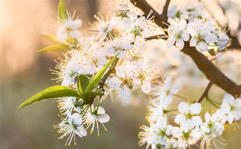 Wild Plum Prairie Garden Trust