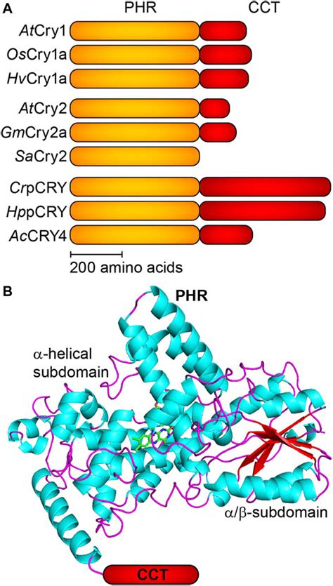 Frontiers Plant Cryptochromes Illuminated A Spectroscopic