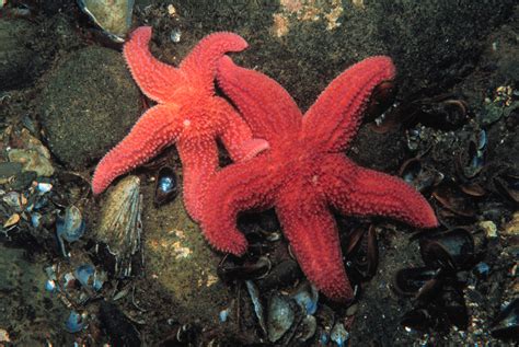 Chris Phyla The Digestive System In The Nine Phyla