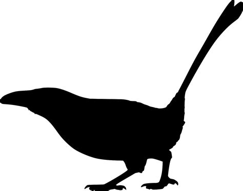 Falcatakely Forsterae By Nix Illustration Cc By Nc 30 Phylopic