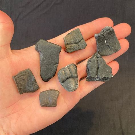 Fossil Turtle Shell Etsy