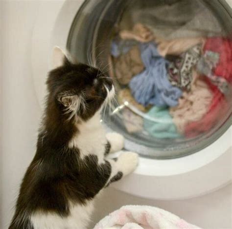 Le Chaton Sest Caché Dans Une Pile De Linge Et Le Propriétaire Ne La