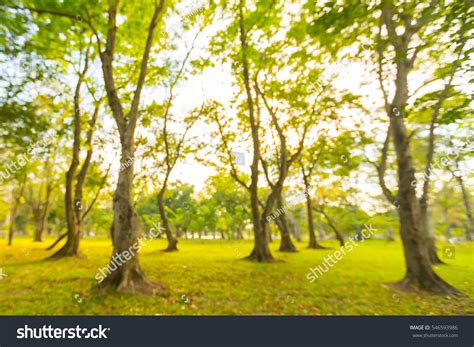 Blur Tree Park Background Stock Photo Shutterstock