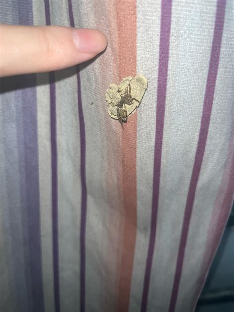 Weird Bug Nest That Has Dead Spiders In It R Whatisthisbug