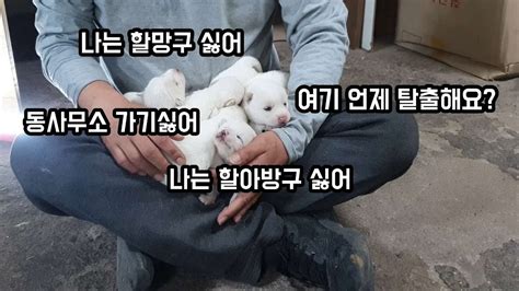 아기강아지 가족 더 이상 죽게 할수없다 조금만 기다려 주세요 Youtube 아기강아지 가족 더 이상 죽게 할수없다 조금만 기다려 주세요 Youtube