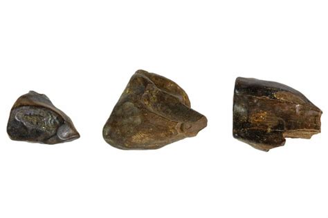 Triceratops Tooth Fragments Montana For Sale FossilEra