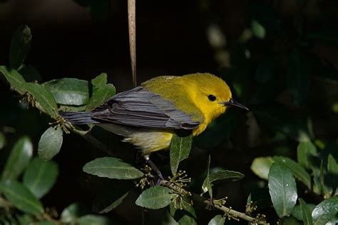 Galvestoncom Robert Kirschner Galveston Tx