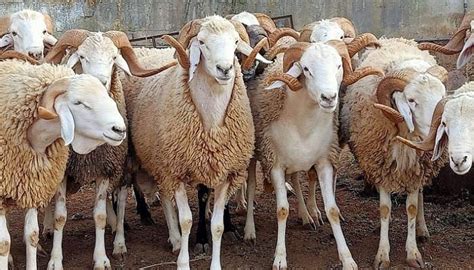 🥩ثريد عن السعر الحقيقي للحم الخروف أقل من 12 شهر يعتبر اللحم الأحمر