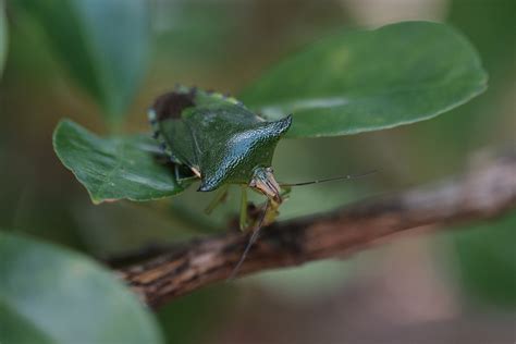 Insect Bug Entomology Free Photo On Pixabay Pixabay