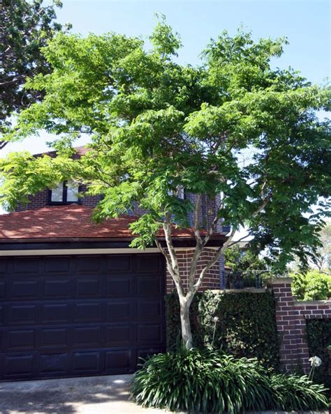 Statement Trees Secret Gardens