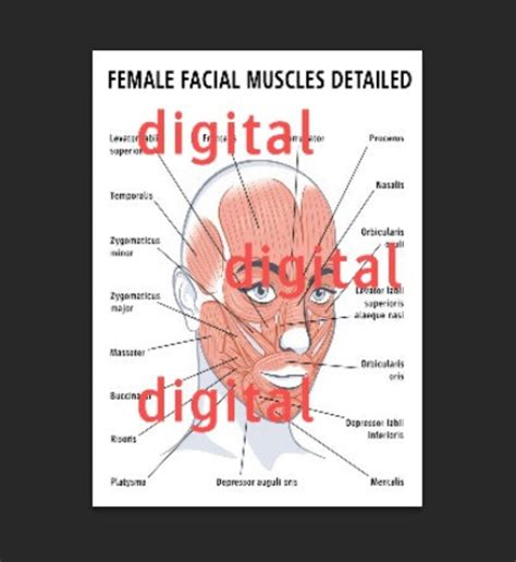 Female Facial Muscles Detailed Face Anatomy Educational Sciencedigital