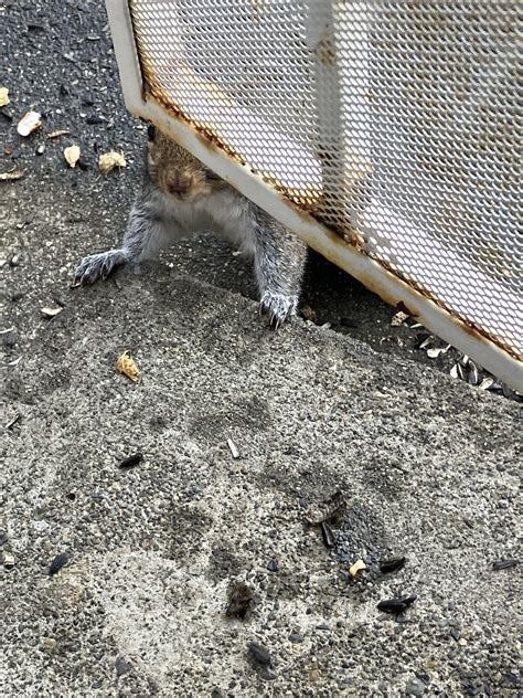 Saying Hello R Squirrels